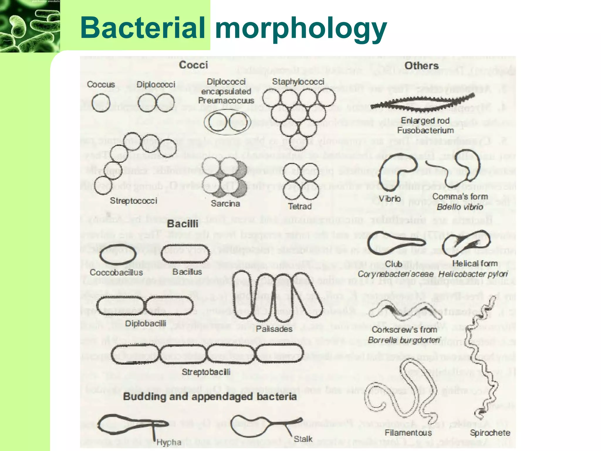 Chapter 3 (microbiology) 8th edition | PPT