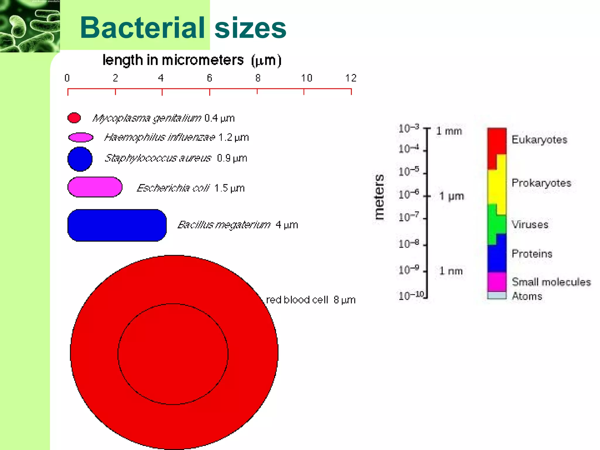 Chapter 3 (microbiology) 8th edition | PPT