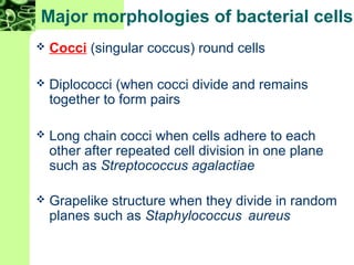 Chapter 3 (microbiology) 8th edition | PPT