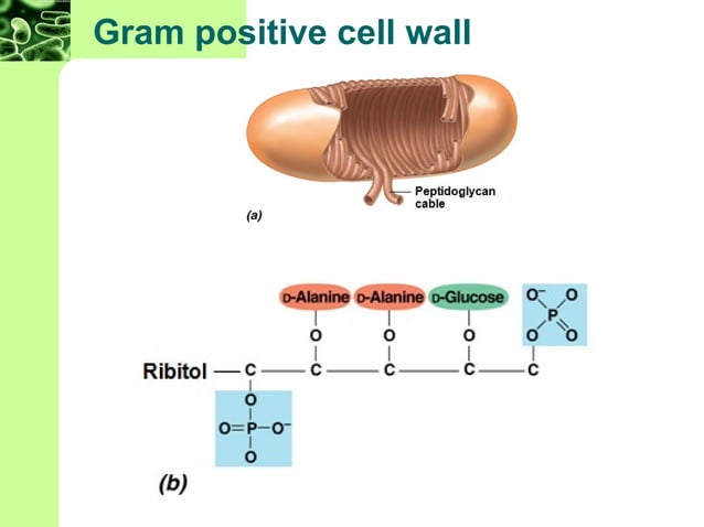 Chapter 3 (microbiology) 8th edition | PPT | Biological Sciences | Science