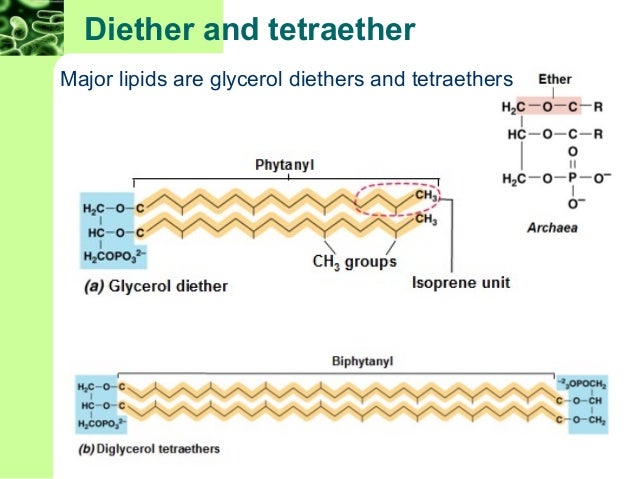 Chapter 3 (microbiology) 8th edition