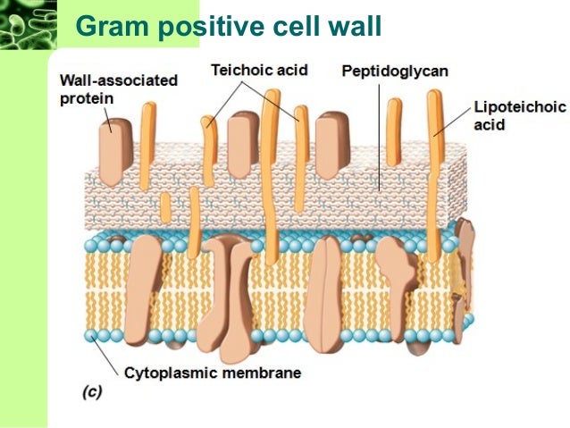 Chapter 3 (microbiology) 8th edition