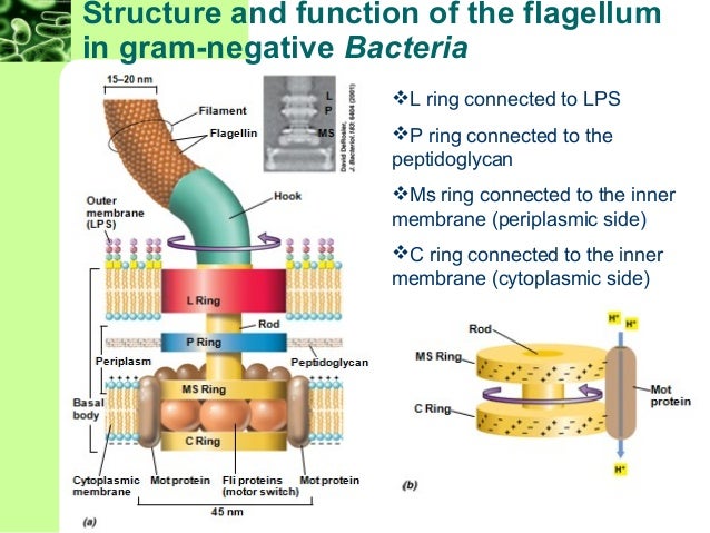 Chapter 3 (microbiology) 8th edition