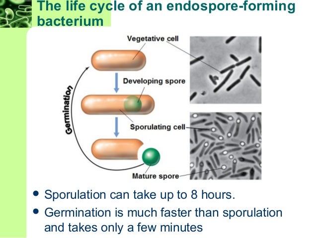Chapter 3 (microbiology) 8th edition
