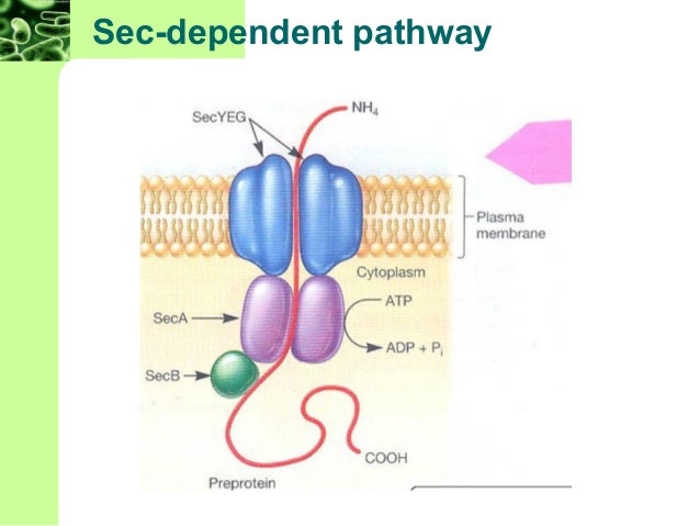 Chapter 3 (microbiology) 8th edition