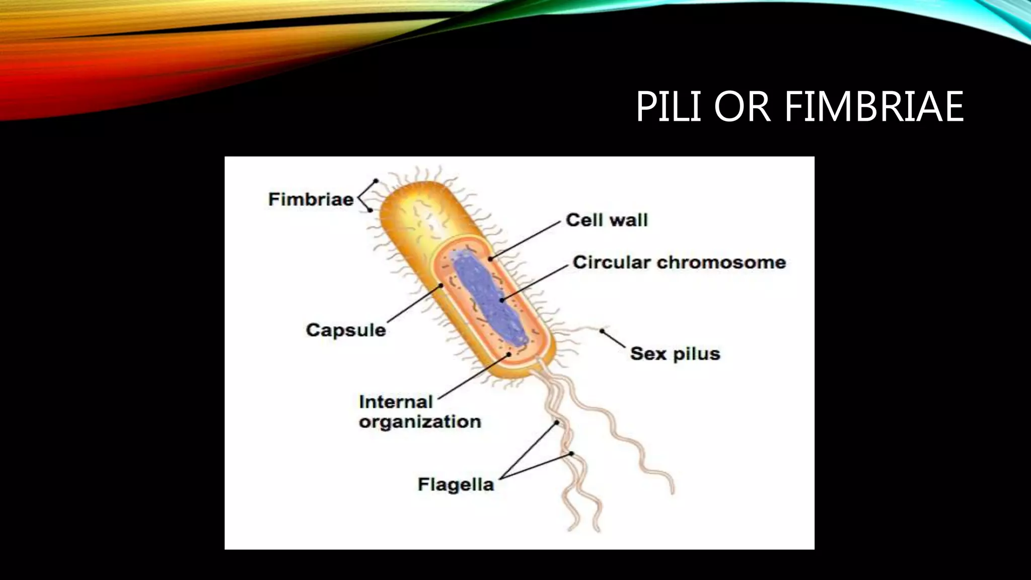 Chapter 3 Bacterial Morphology | PPTX