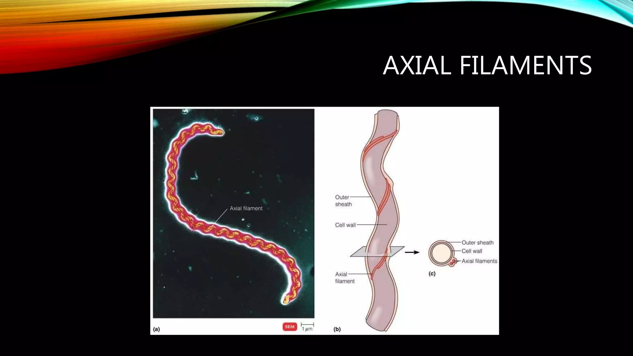 Chapter 3 Bacterial Morphology | PPTX
