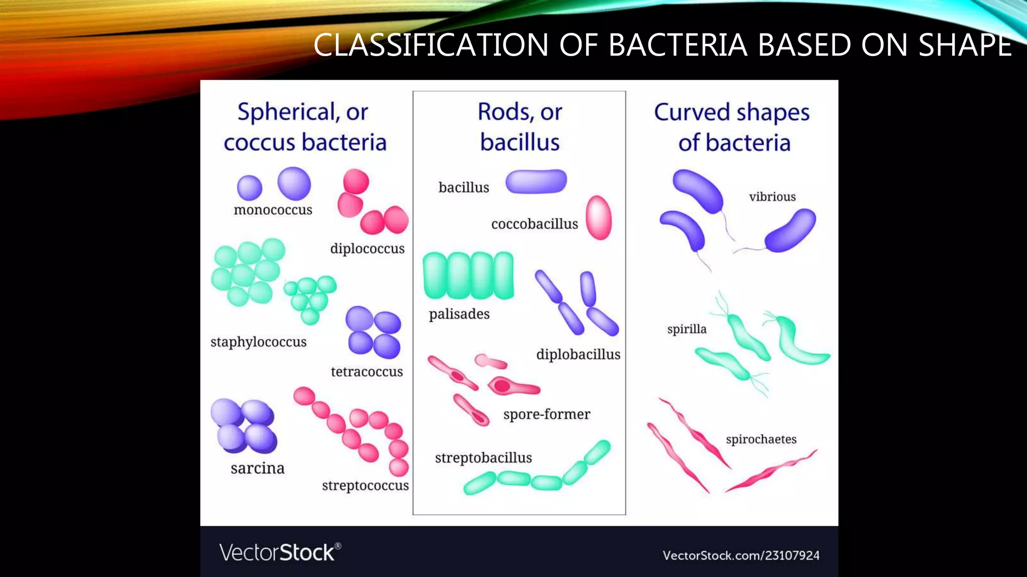 Chapter 3 Bacterial Morphology | PPTX