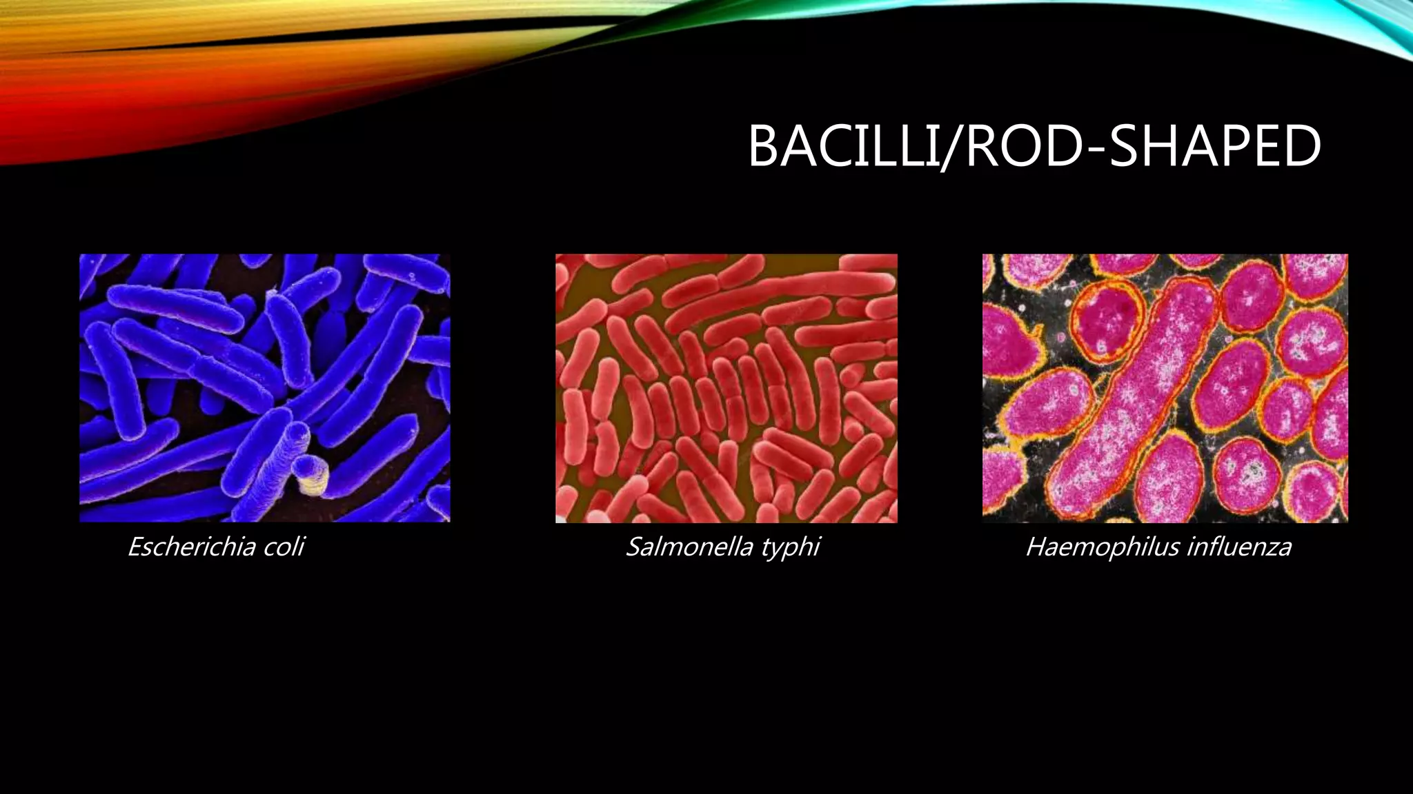 Chapter 3 Bacterial Morphology | PPTX