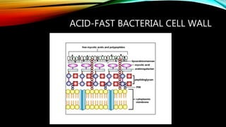 Chapter 3 Bacterial Morphology | PPTX | Biological Sciences | Science
