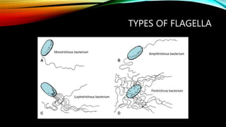 Chapter 3 Bacterial Morphology | PPTX