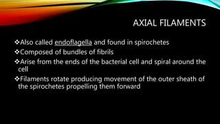 Chapter 3 Bacterial Morphology | PPTX