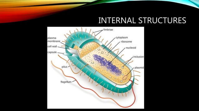Chapter 3 Bacterial Morphology | PPTX | Biological Sciences | Science