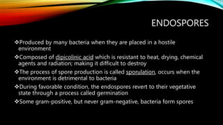 Chapter 3 Bacterial Morphology | PPTX