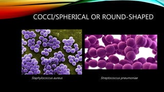 Chapter 3 Bacterial Morphology | PPTX