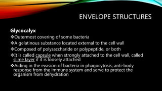 Chapter 3 Bacterial Morphology | PPTX