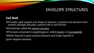 Chapter 3 Bacterial Morphology | PPTX