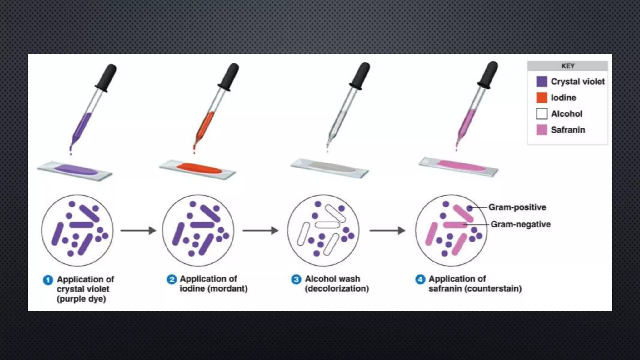 Chapter 3 Bacterial Staining and Culture Media | PPTX