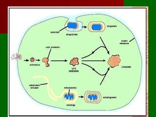 Chapter 3--CELLS | PPT