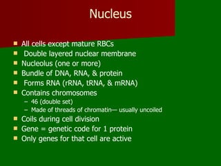 Chapter 3--CELLS | PPT