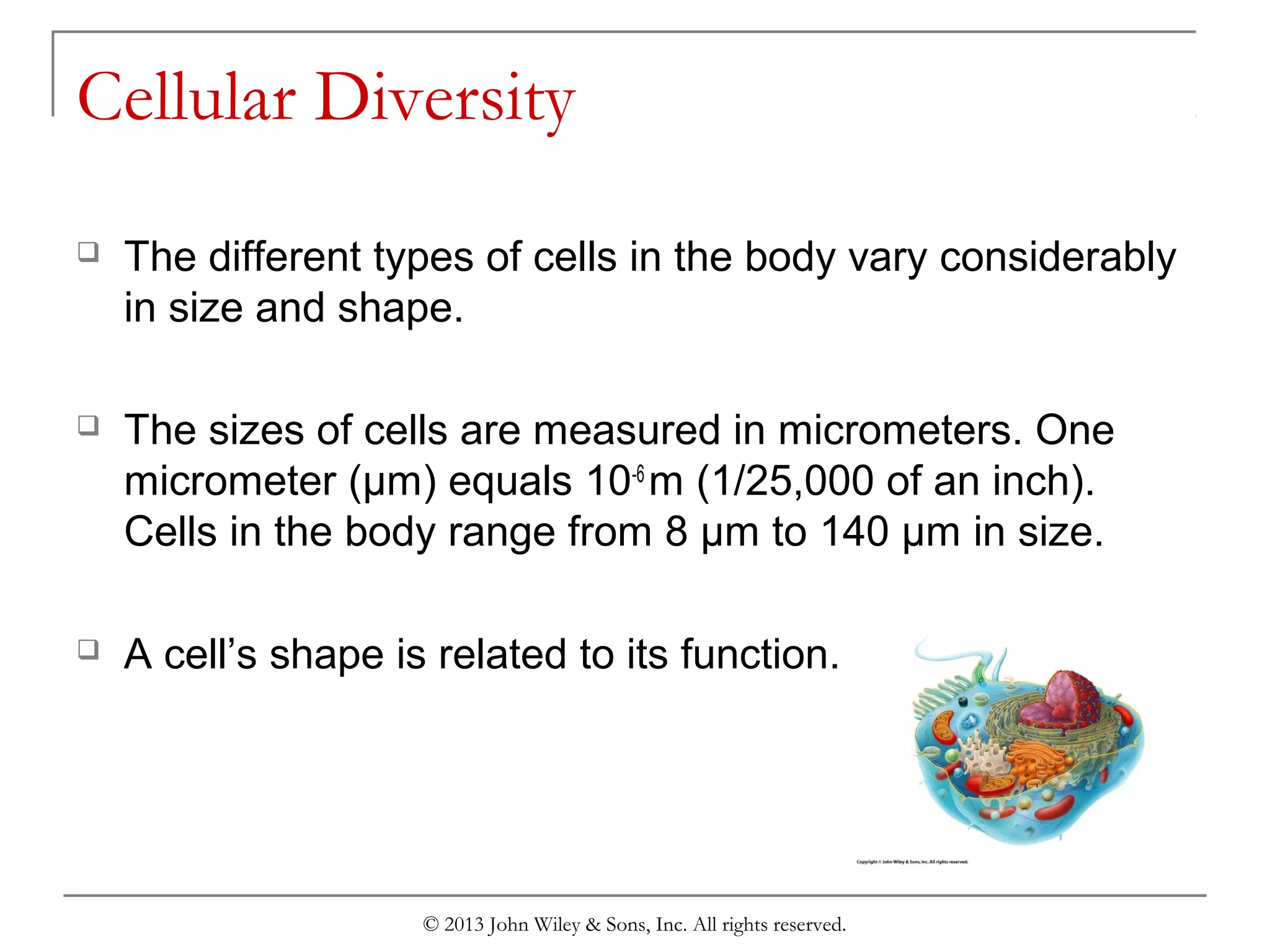 Chapter 3 cells | PPT