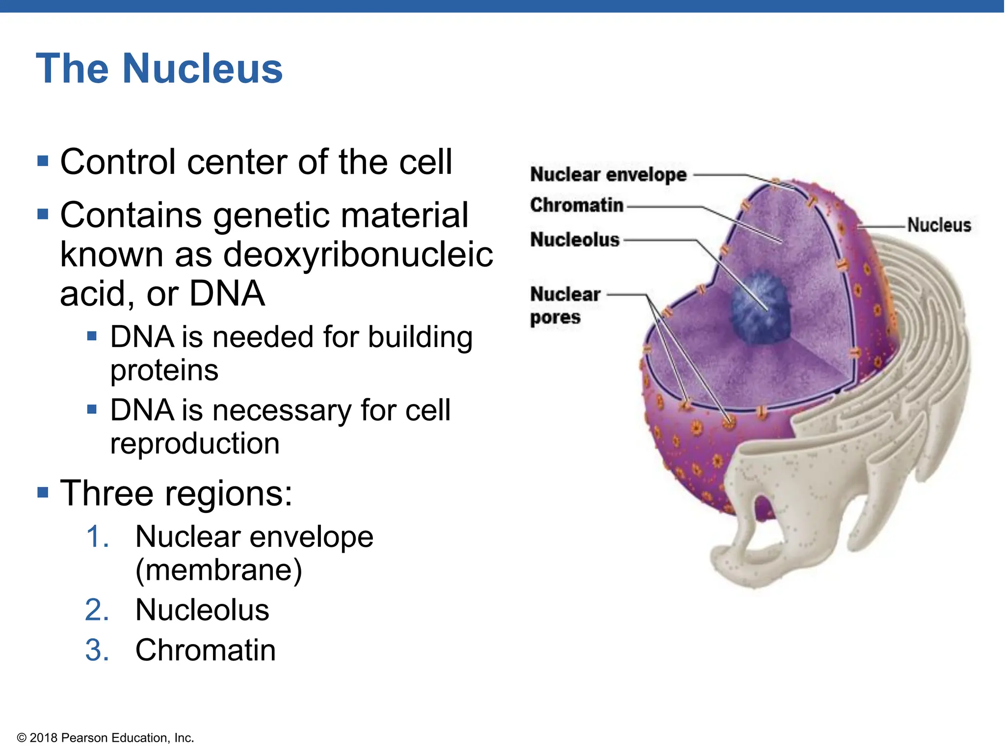 CHAPTER 3: Anatomy and Physiology- Cells and Tissue | PDF | Biological ...