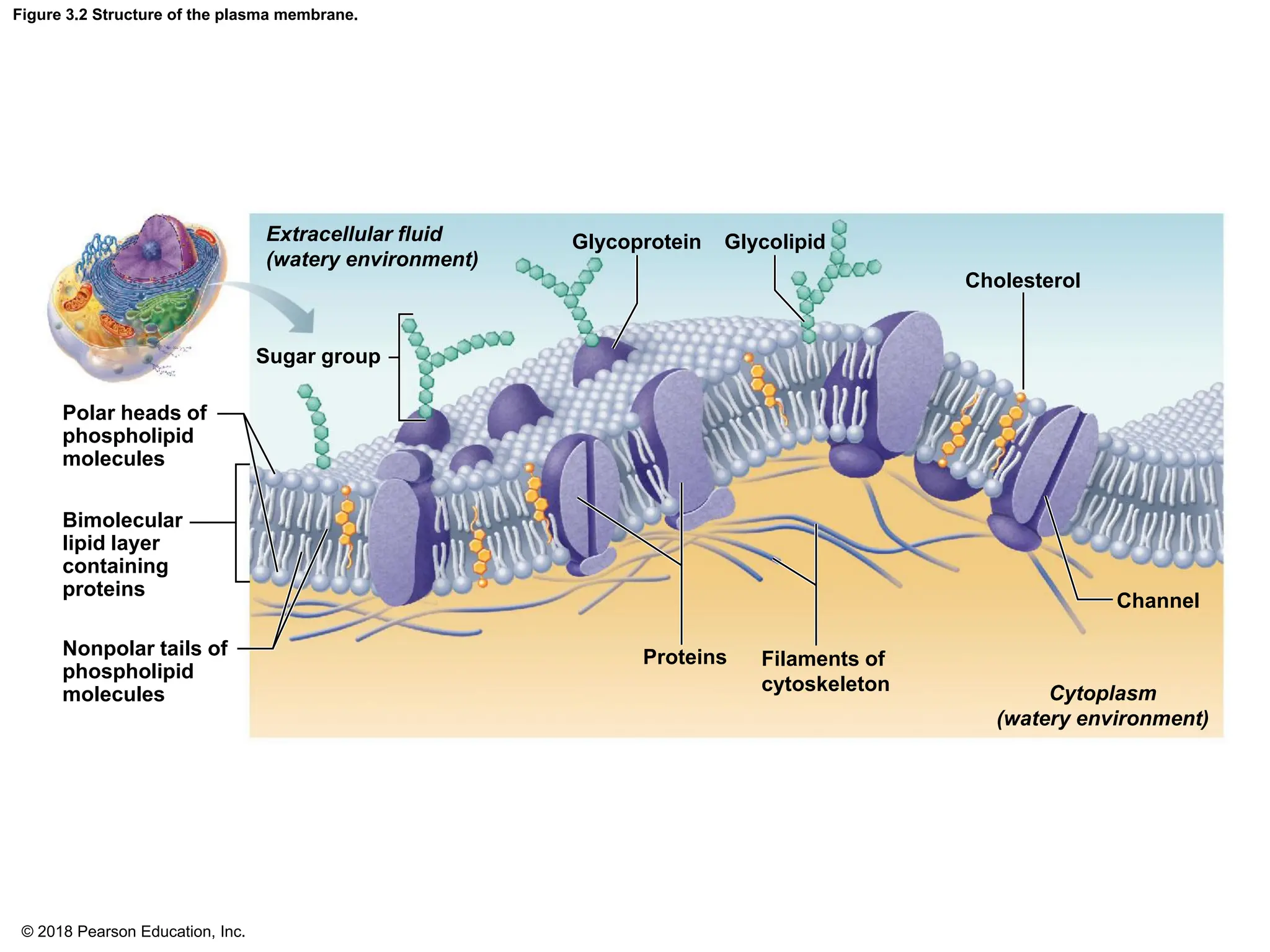 CHAPTER 3: Anatomy and Physiology- Cells and Tissue | PDF | Biological ...