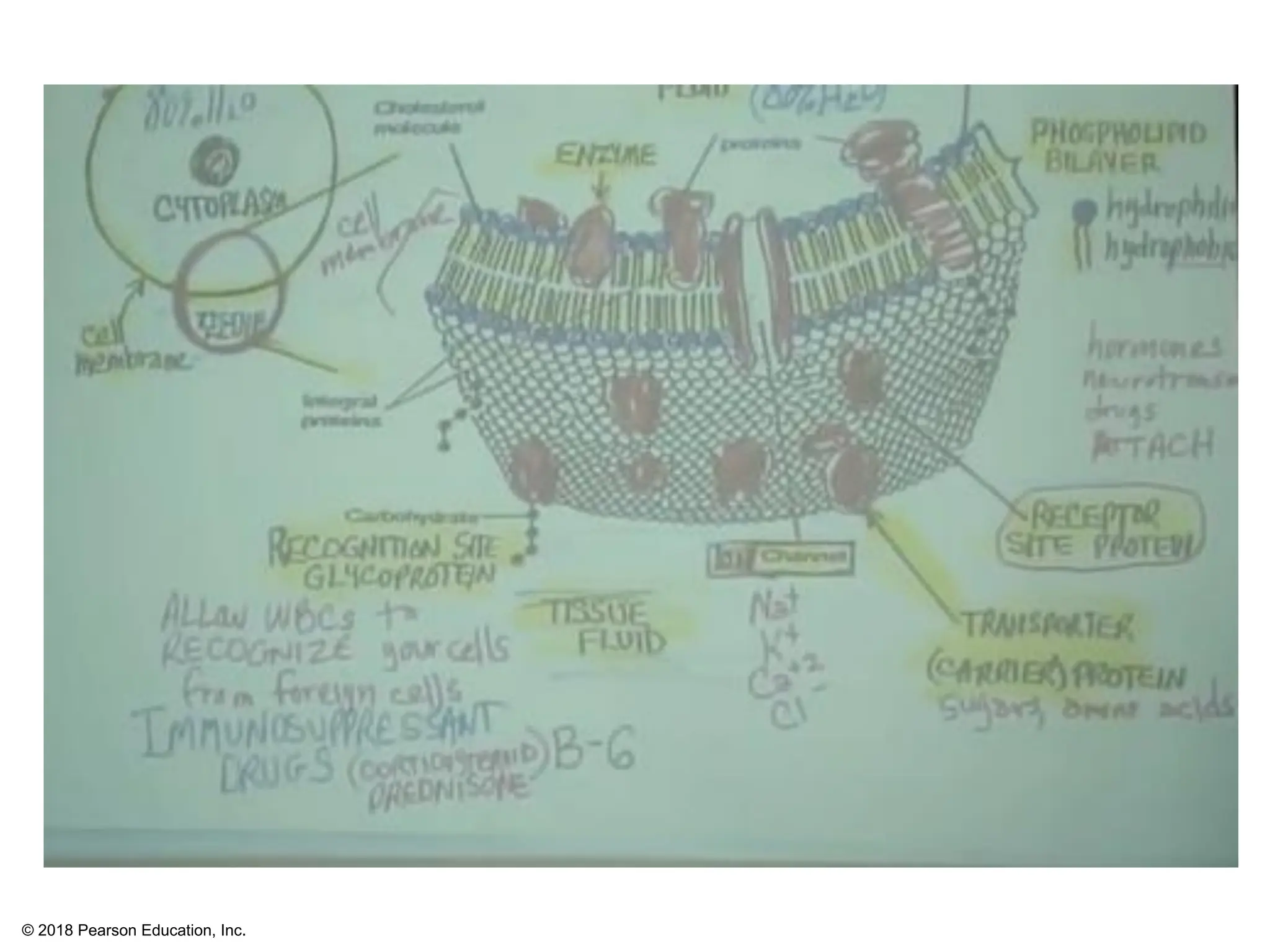 CHAPTER 3: Anatomy and Physiology- Cells and Tissue | PDF