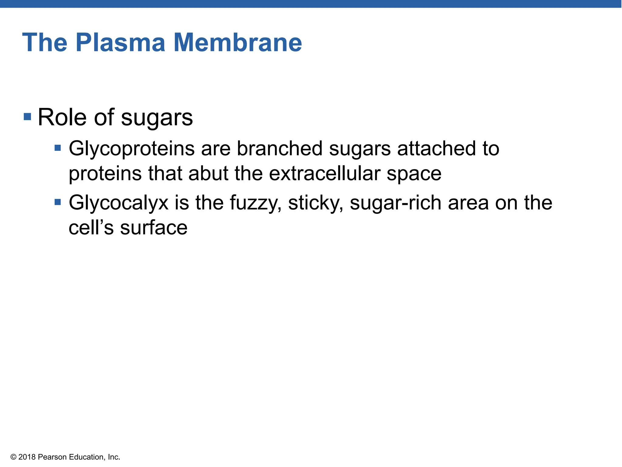 CHAPTER 3: Anatomy and Physiology- Cells and Tissue | PDF | Biological ...