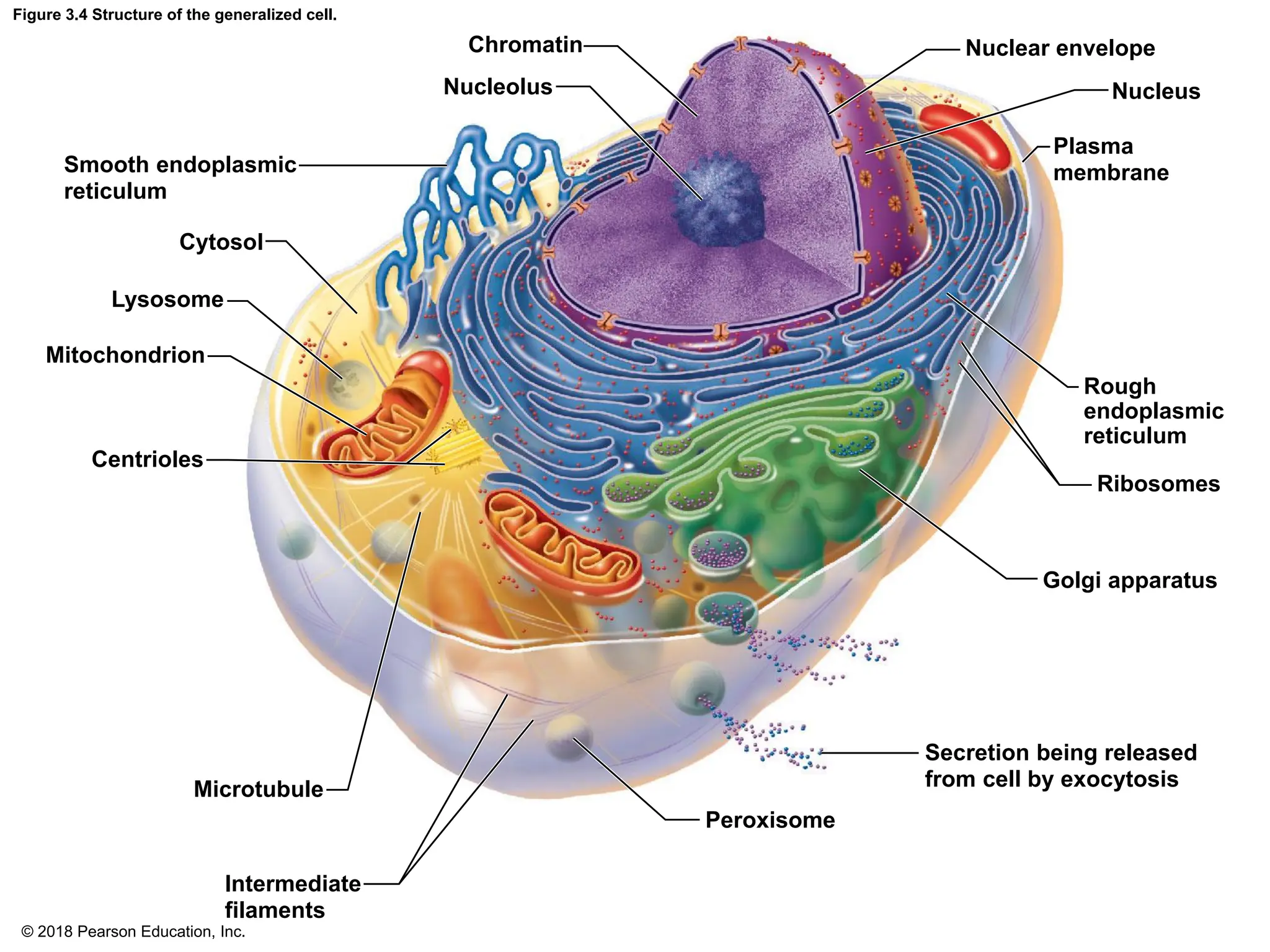 CHAPTER 3: Anatomy and Physiology- Cells and Tissue | PDF
