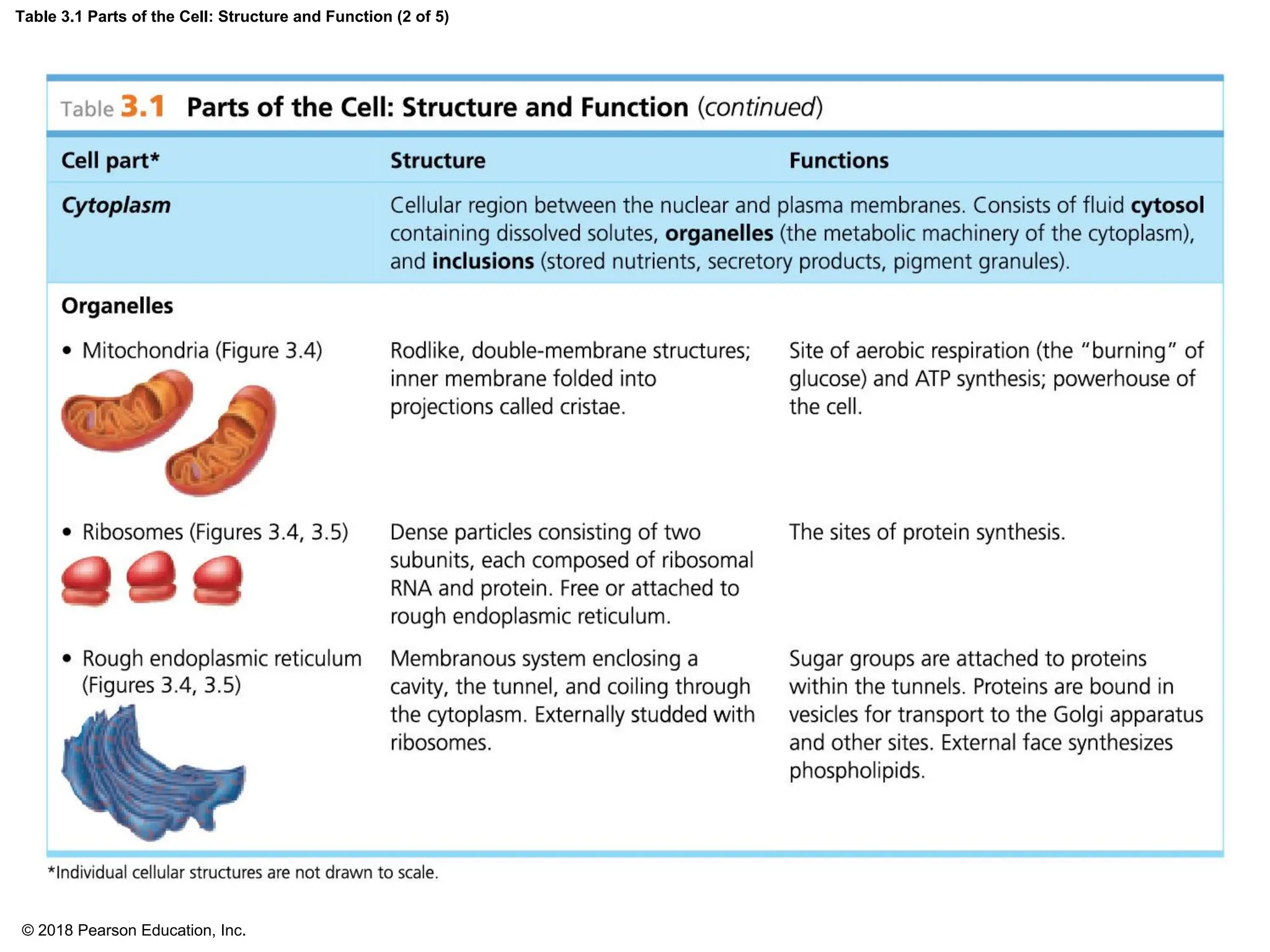 CHAPTER 3: Anatomy and Physiology- Cells and Tissue | PDF | Biological ...