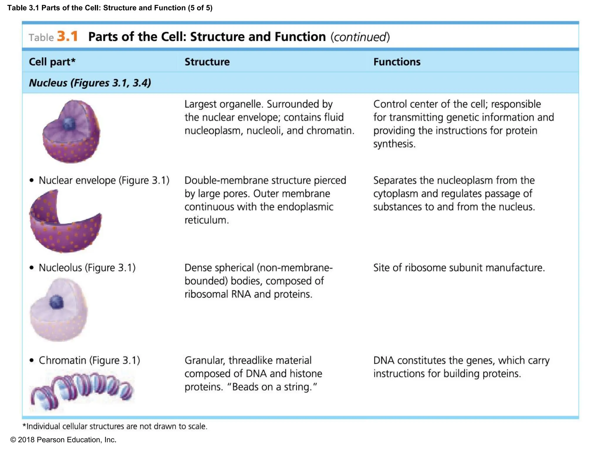 CHAPTER 3: Anatomy and Physiology- Cells and Tissue | PDF | Biological ...