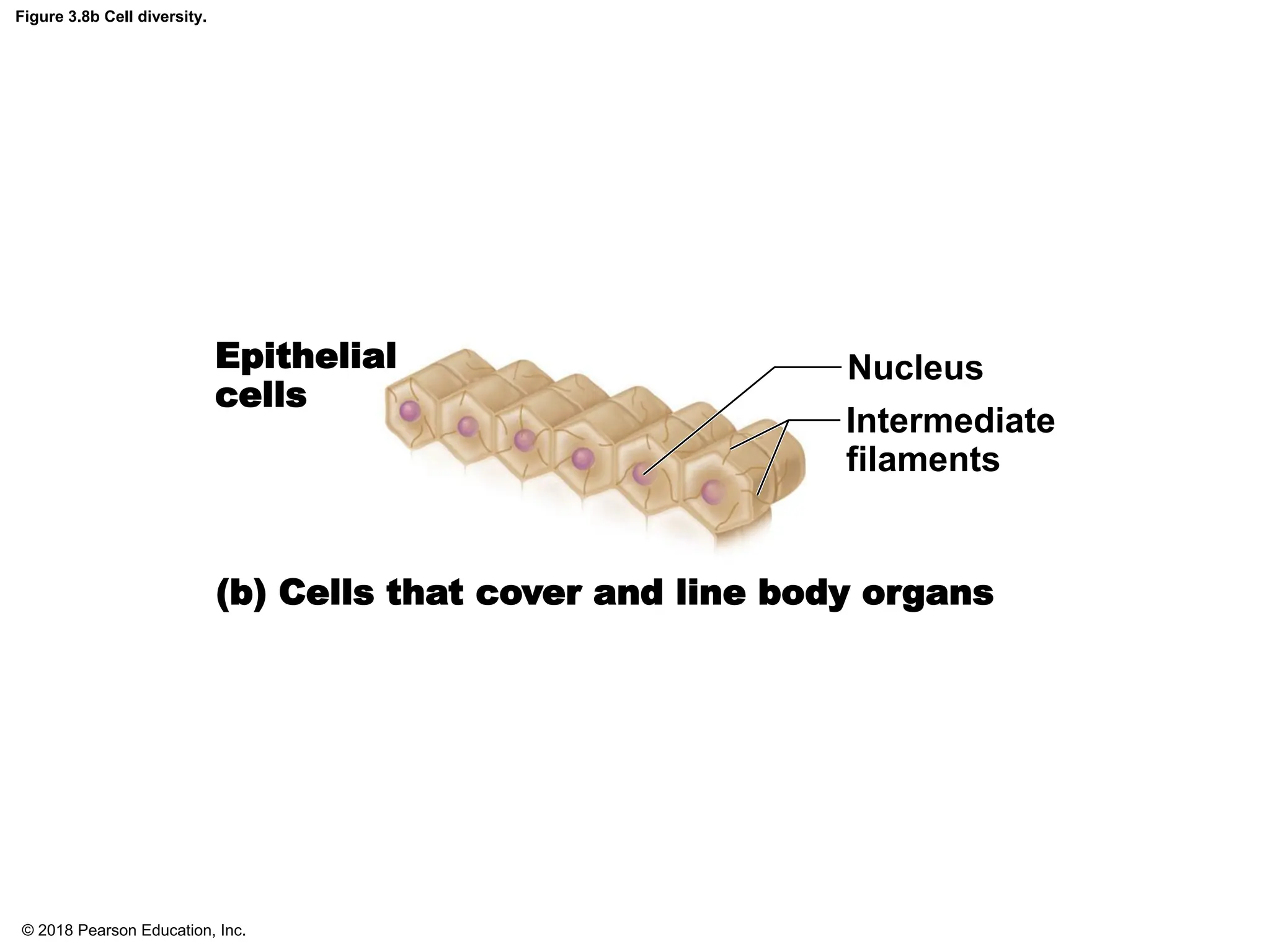 CHAPTER 3: Anatomy and Physiology- Cells and Tissue | PDF