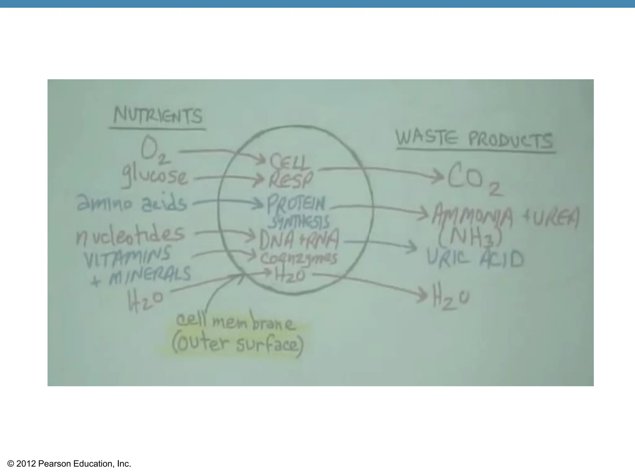 CHAPTER 3: Anatomy and Physiology- Cells and Tissue | PDF | Biological ...