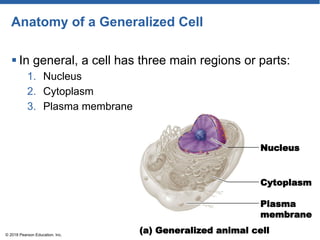CHAPTER 3: Anatomy and Physiology- Cells and Tissue | PDF