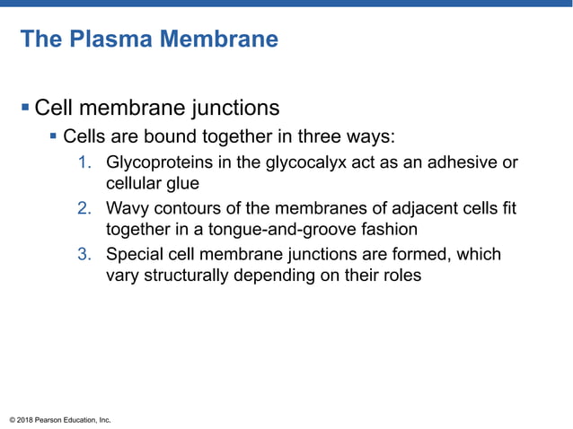 CHAPTER 3: Anatomy and Physiology- Cells and Tissue | PDF | Biological ...