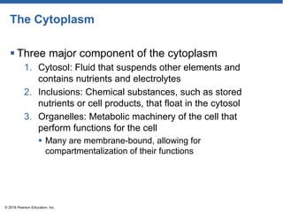 CHAPTER 3: Anatomy and Physiology- Cells and Tissue | PDF