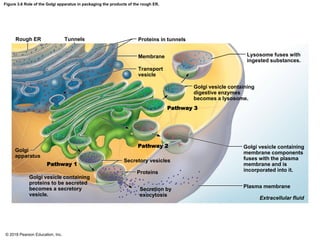 CHAPTER 3: Anatomy and Physiology- Cells and Tissue | PDF