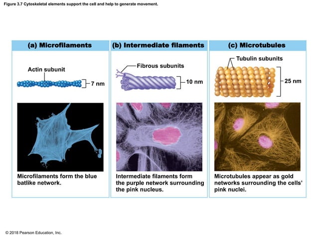 CHAPTER 3: Anatomy and Physiology- Cells and Tissue | PDF | Biological Sciences | Science