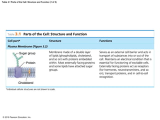 CHAPTER 3: Anatomy and Physiology- Cells and Tissue | PDF
