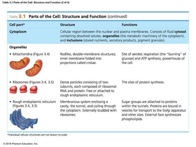 CHAPTER 3: Anatomy and Physiology- Cells and Tissue | PDF | Biological ...