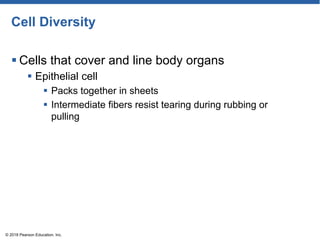 CHAPTER 3: Anatomy and Physiology- Cells and Tissue | PDF