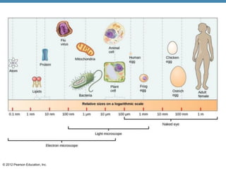 CHAPTER 3: Anatomy and Physiology- Cells and Tissue | PDF