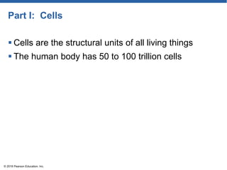 CHAPTER 3: Anatomy and Physiology- Cells and Tissue | PDF