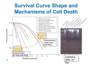Chapter3 cell survival curve | PPTX