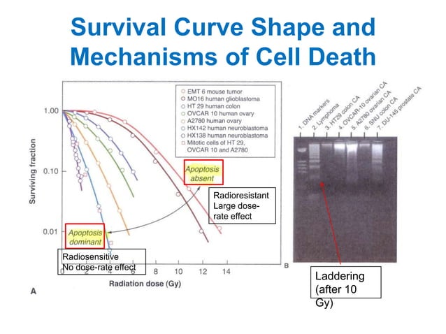 Chapter3 cell survival curve | PPT