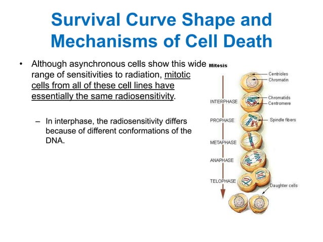 Chapter3 cell survival curve | PPT