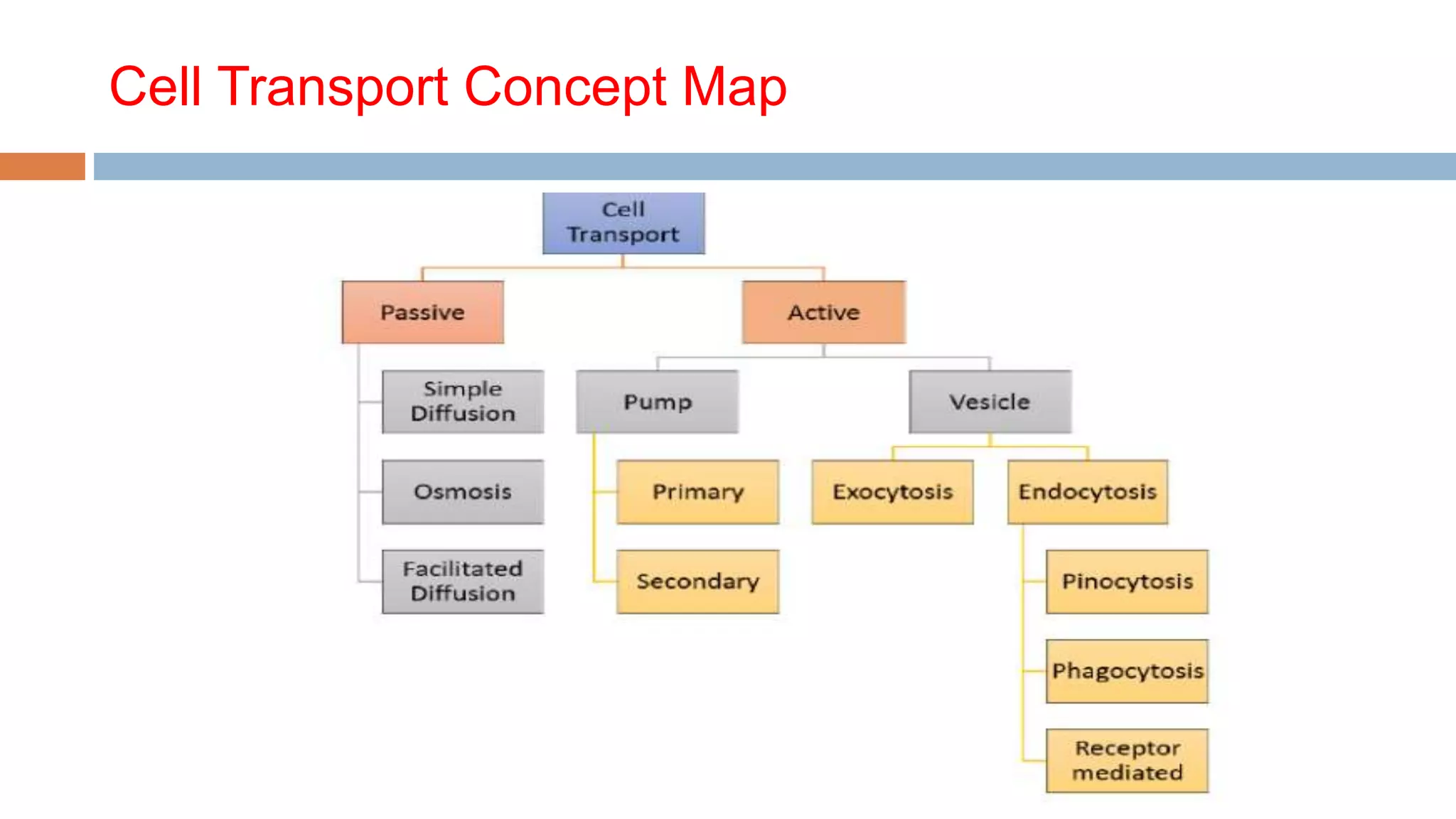 Chapter 3 Cell Transport.pptx