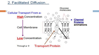 Chapter 3 Cell Transport.pptx