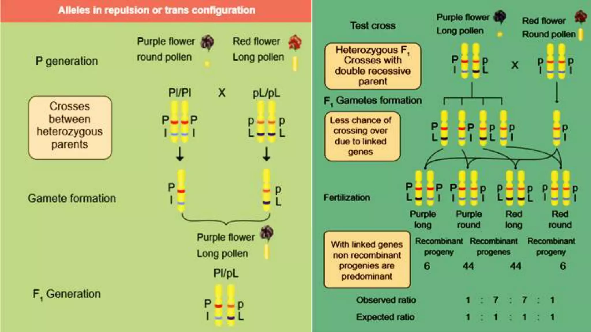Chapter 3 Chromosomal Basis Of Inheritance Pptx Genetics Science